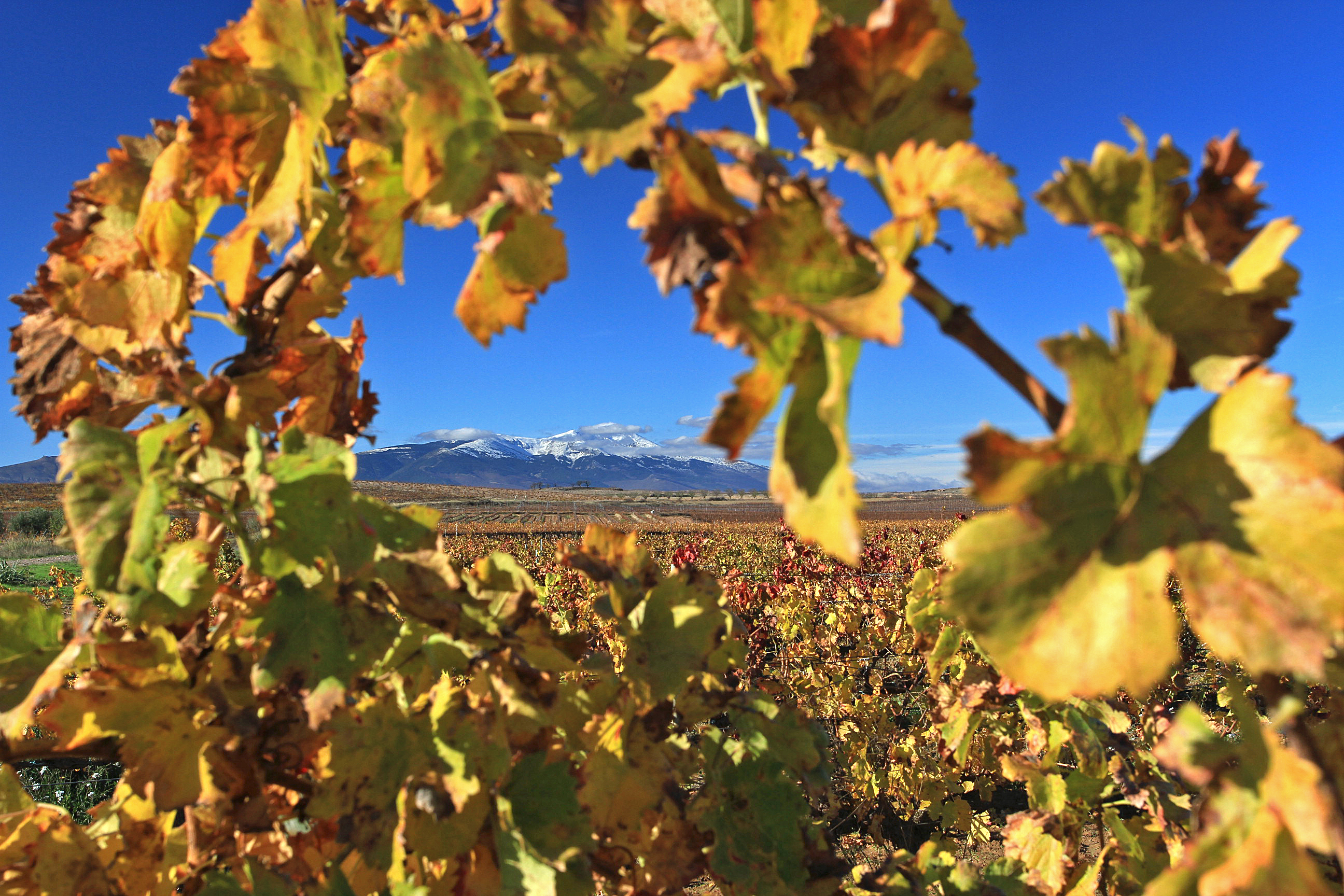 Comarca Campo de Borja - ACEVIN - Asociación Española de Ciudades del Vino Comarca Campo de Borja - ACEVIN - Asociación Española de Ciudades del Vino